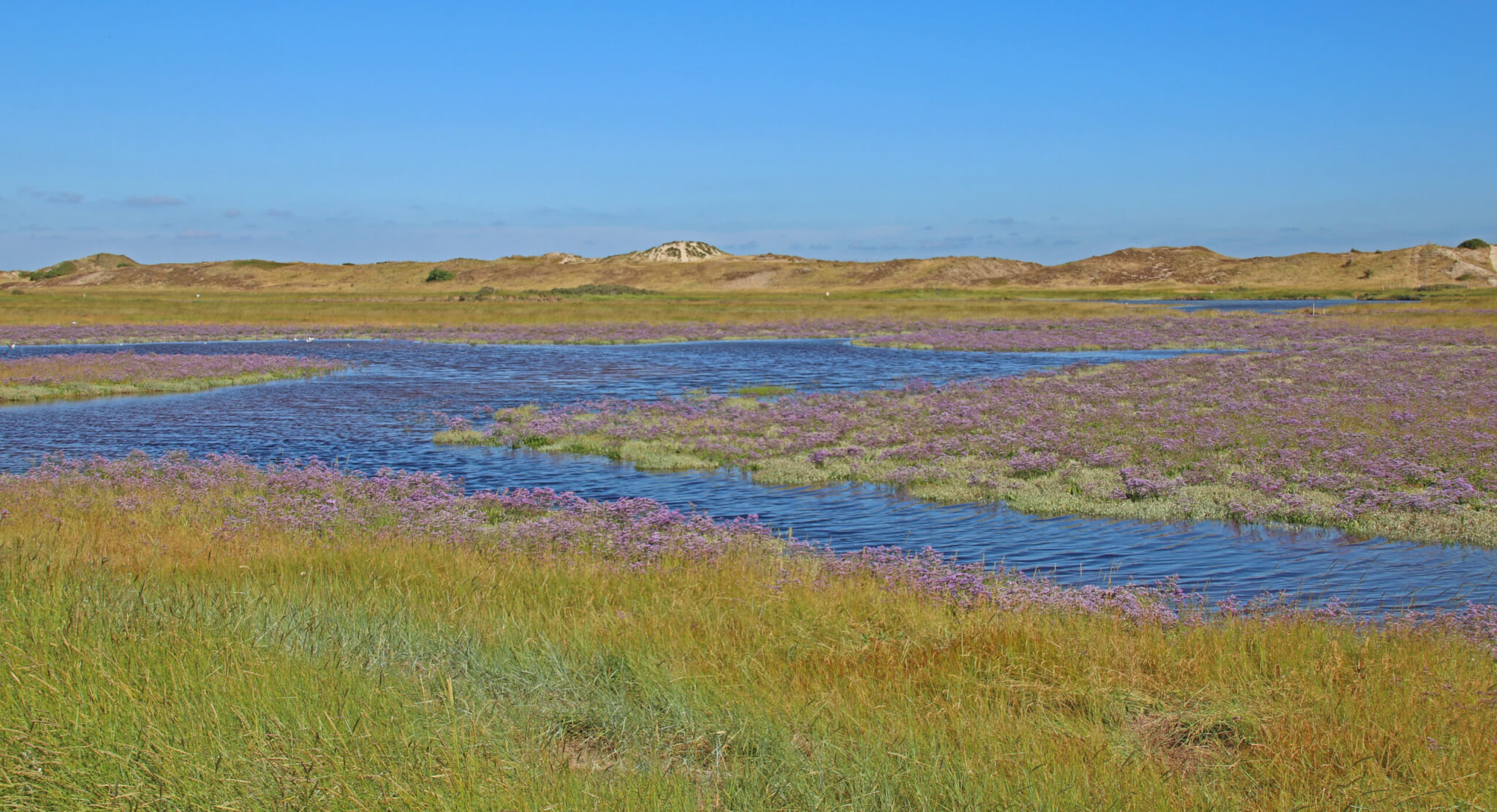 Cet été, au Zwin Parc Nature à Knokke-Heist... • L'Éventail